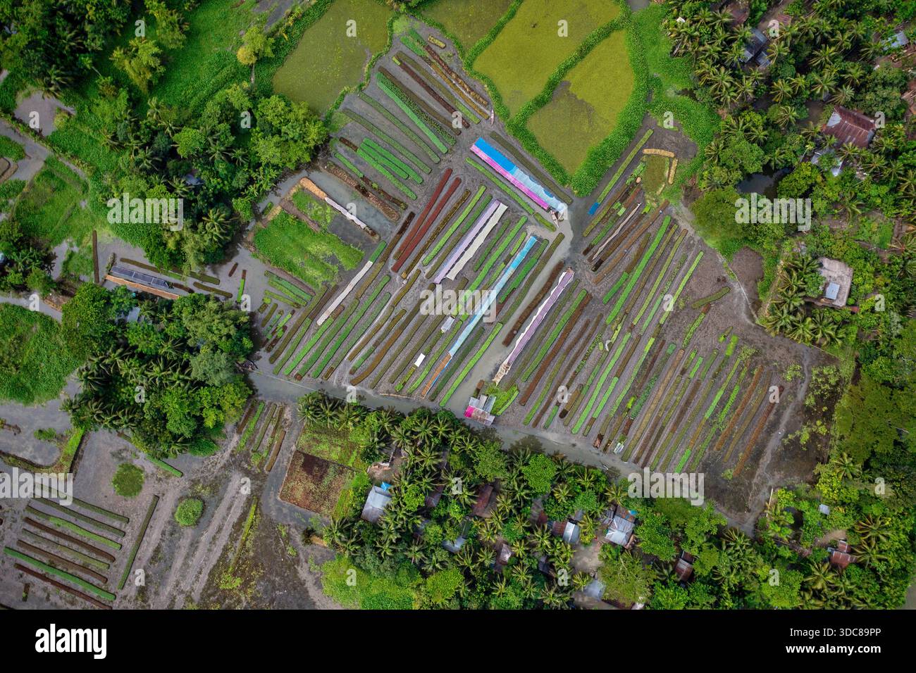 Aerial view of floating gardens with vibrant green crops and narrow ...