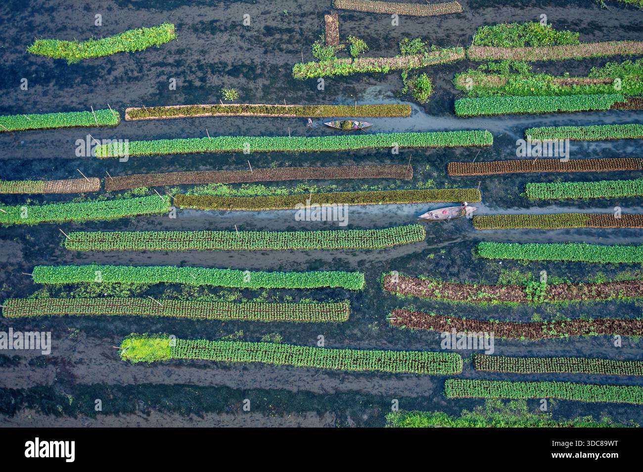 Aerial view of floating gardens with vibrant green crops and narrow ...