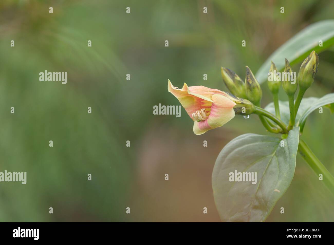 Peru rainforest flower hi-res stock photography and images - Alamy