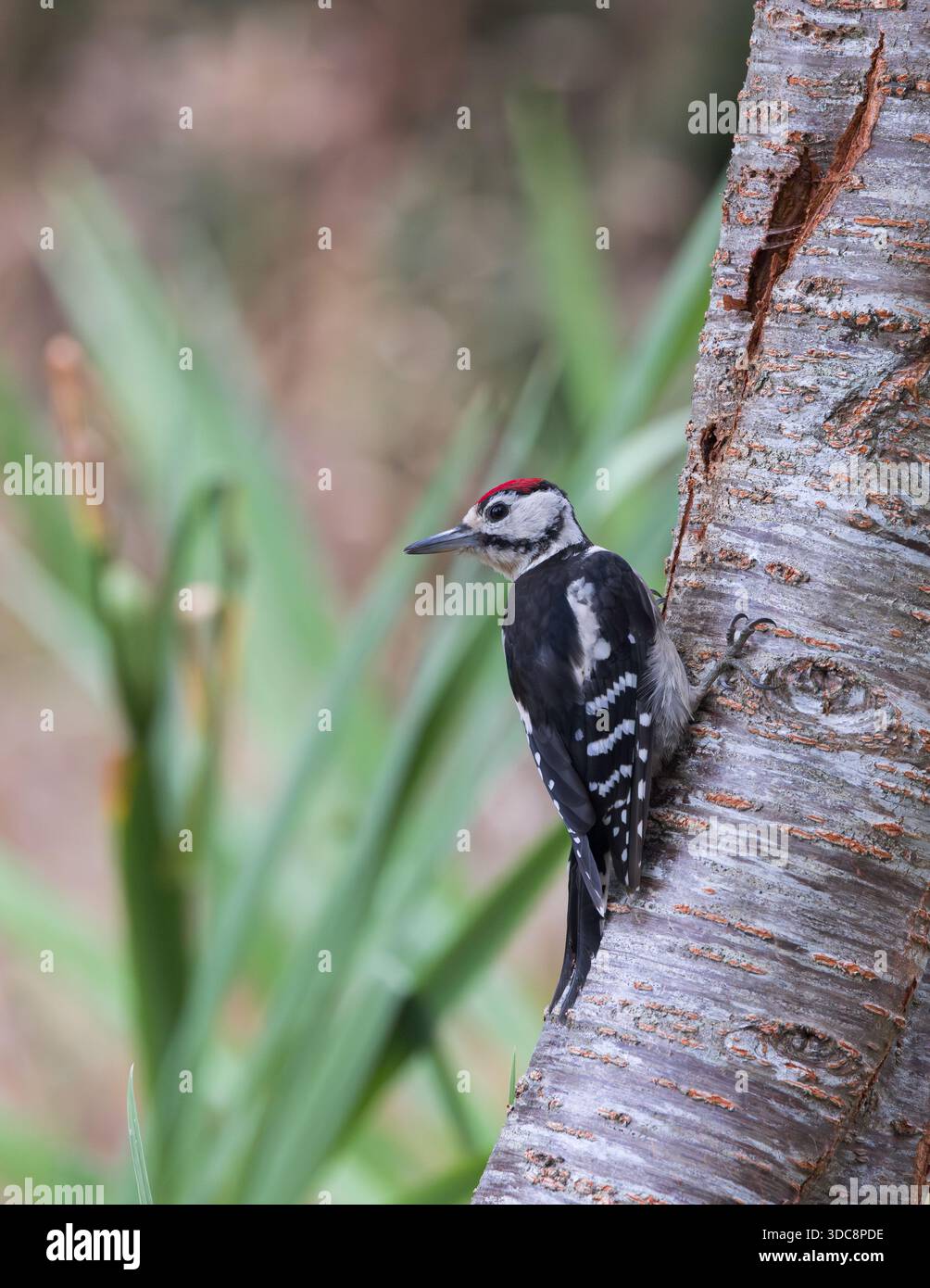 Great spotted woodpecker [ Dendrocopos major ] Juvenile bird on tree ...