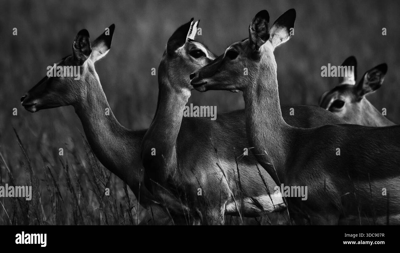 Remote habitat Black and White Stock Photos & Images - Alamy