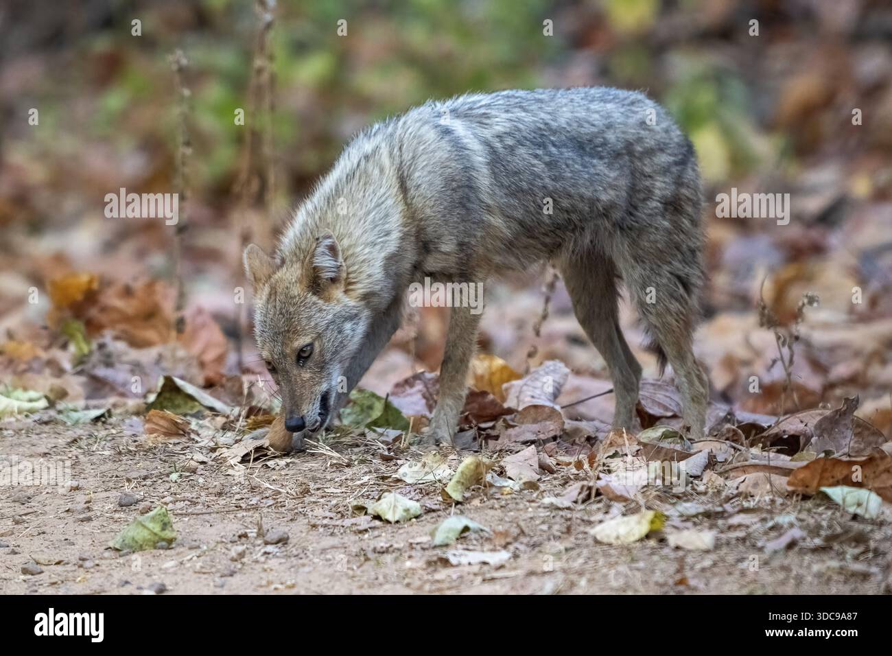 Indian jackal (Canis aureus indicus), a subspecies of the golden jackal ...