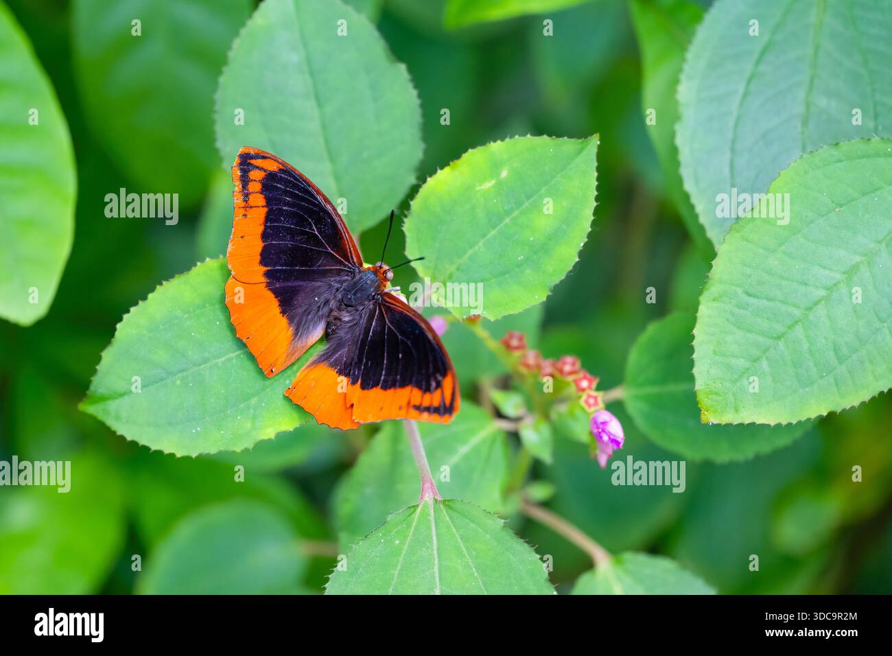 Flame-bordered Emperor is resting on the leaves. Charaxes protoclea ...