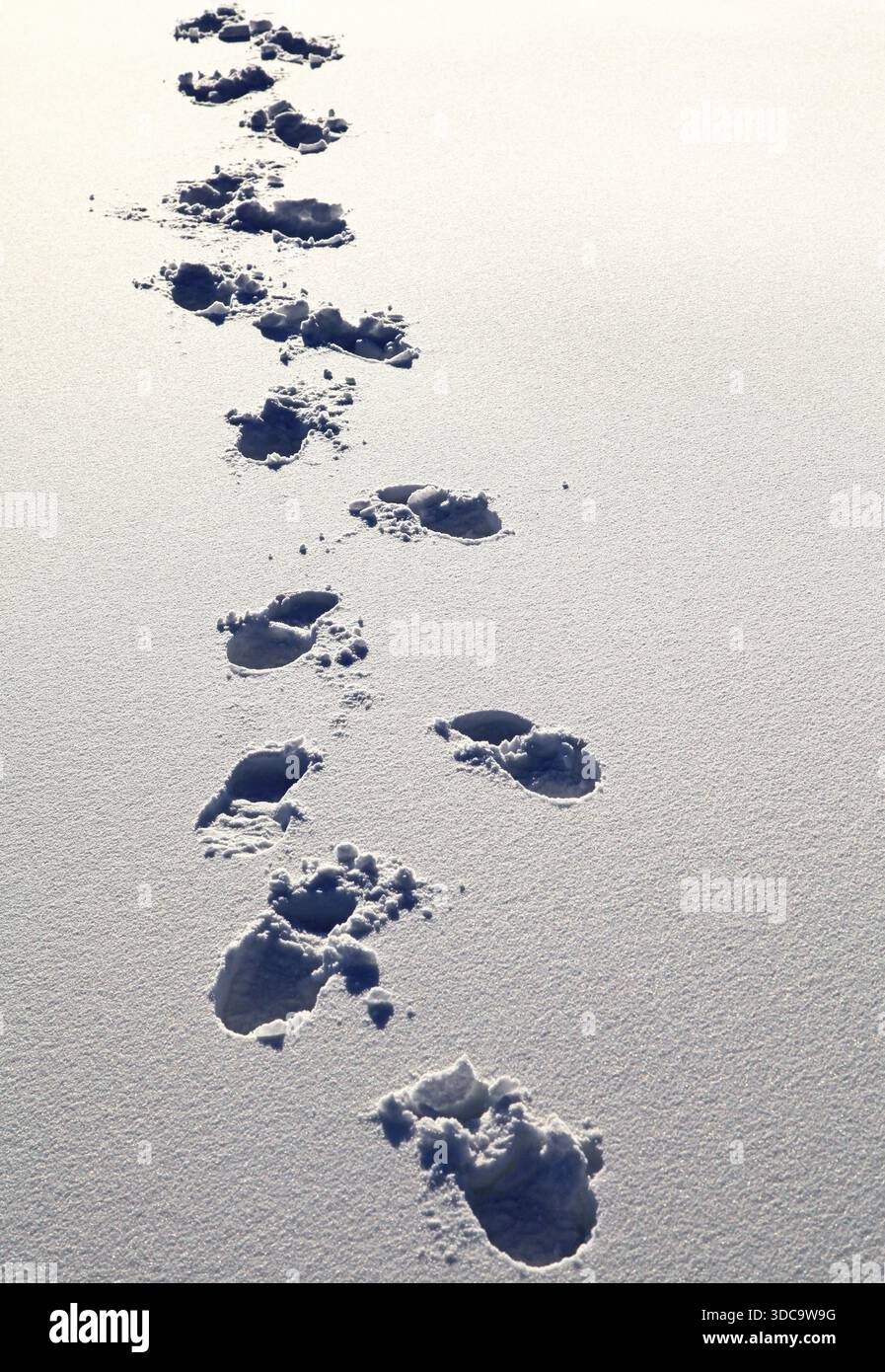 Footprints in fresh snow forming a clear trail across white winter ...