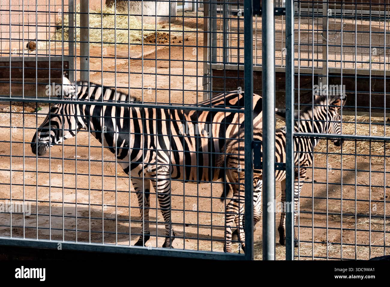 Group of zebras standing behind metal fence inside zoo enclosure ...