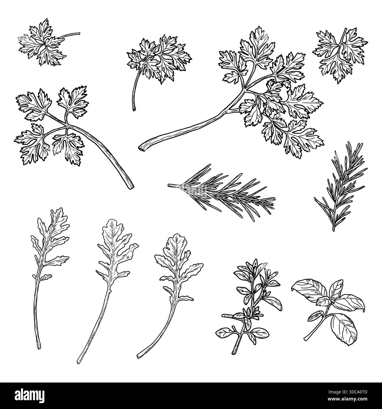Arugula and sage Cut Out Stock Images & Pictures - Alamy