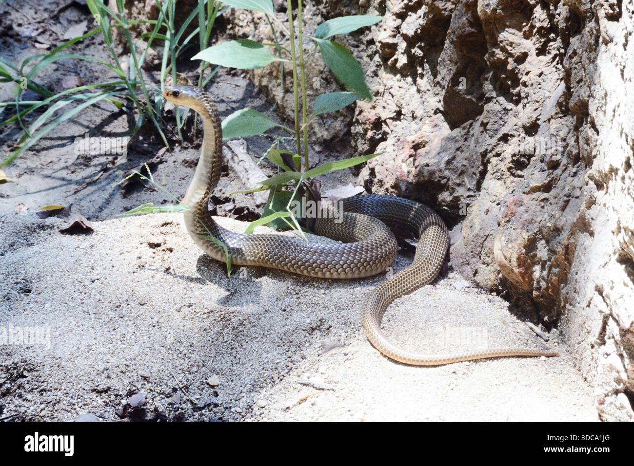 Indonesia, Komodo National Park, Rinca Island. Javan spitting cobra ...