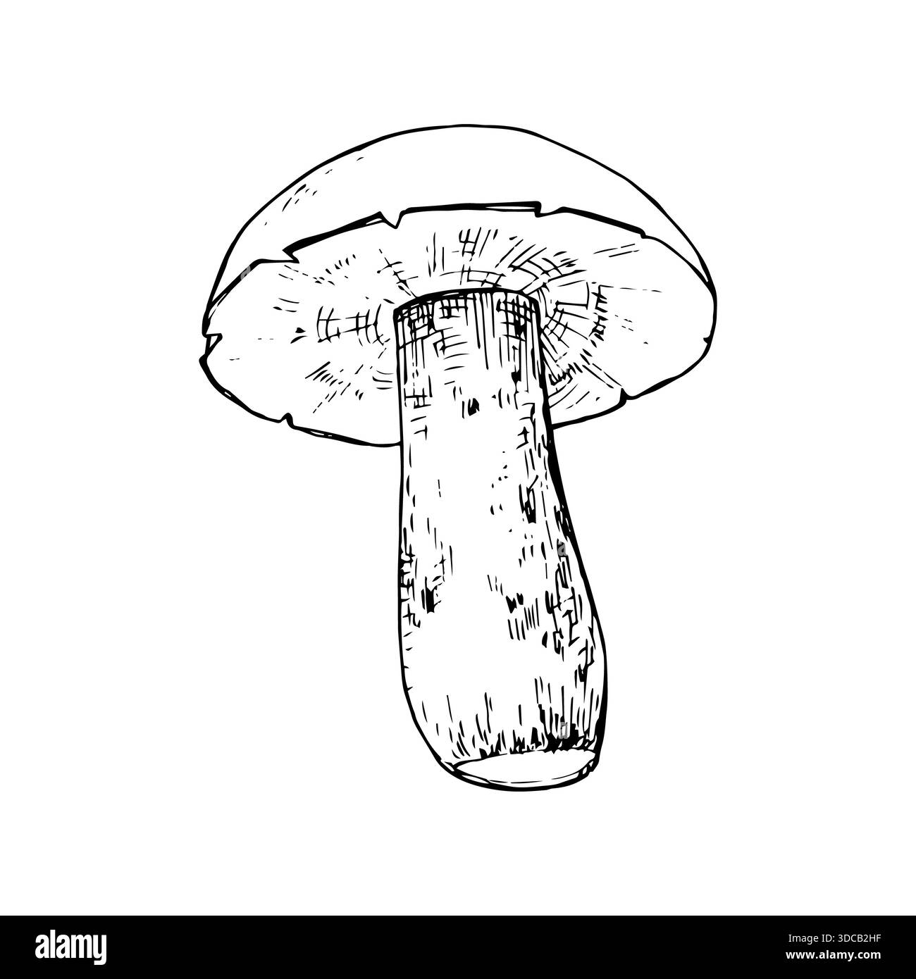 Thick fungus Black and White Stock Photos & Images - Alamy