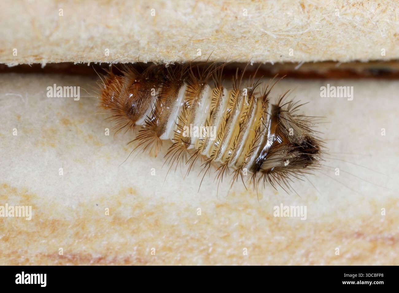 Carpet beetle larva on an old book. Insect pests in homes. Dermestidae ...