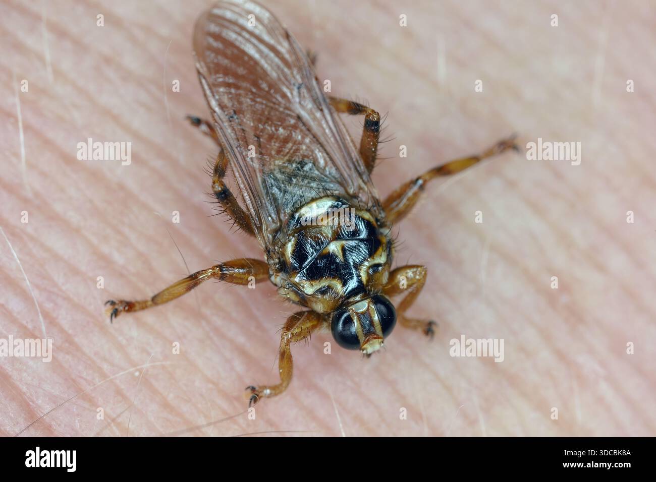 New Forest fly, Hippobosca equina. A troublesome and intrusive insect ...