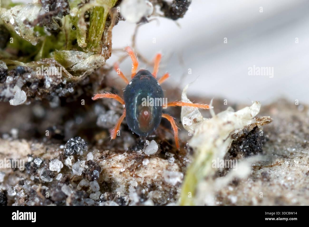 Blue Oat Mite also called Winter Grain Mite, Penthaleus major, mite of ...
