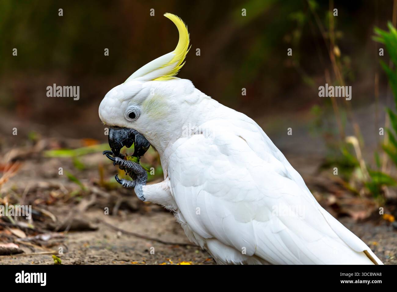 Photograph of an Australian Sulphur Crested Cockatoo walking on the ...