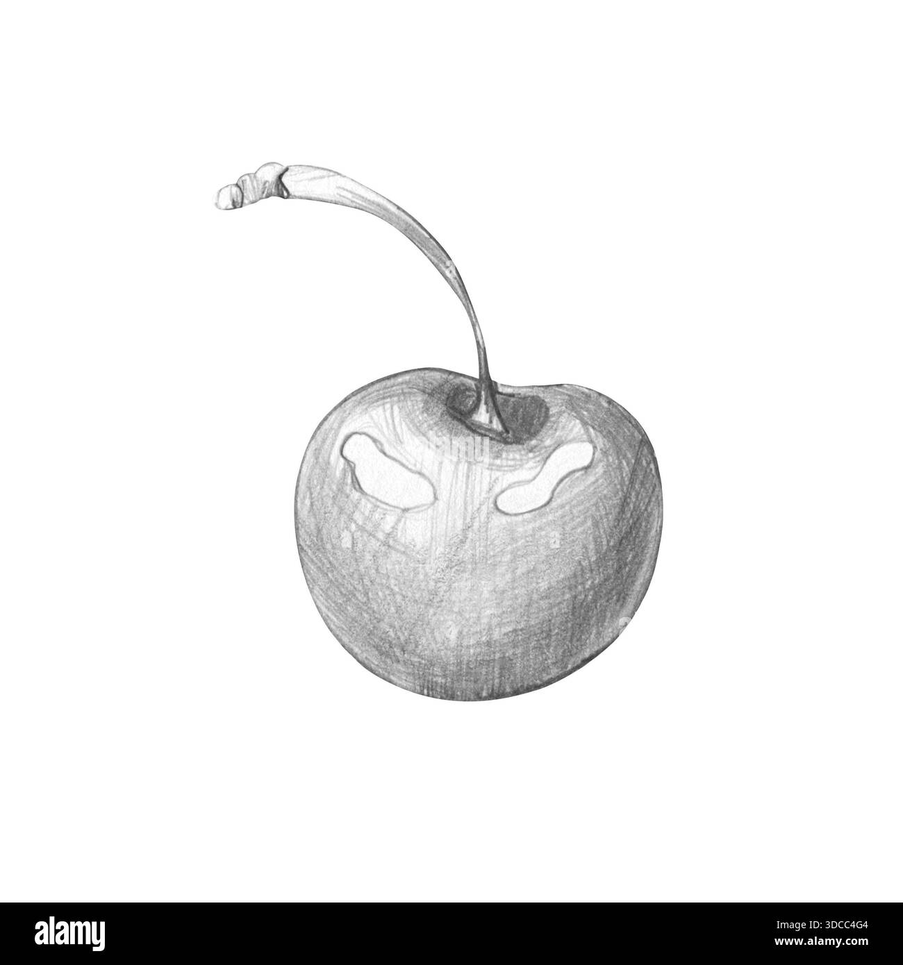 Simple graphite pencil drawing of single cherry berry on its stem ...