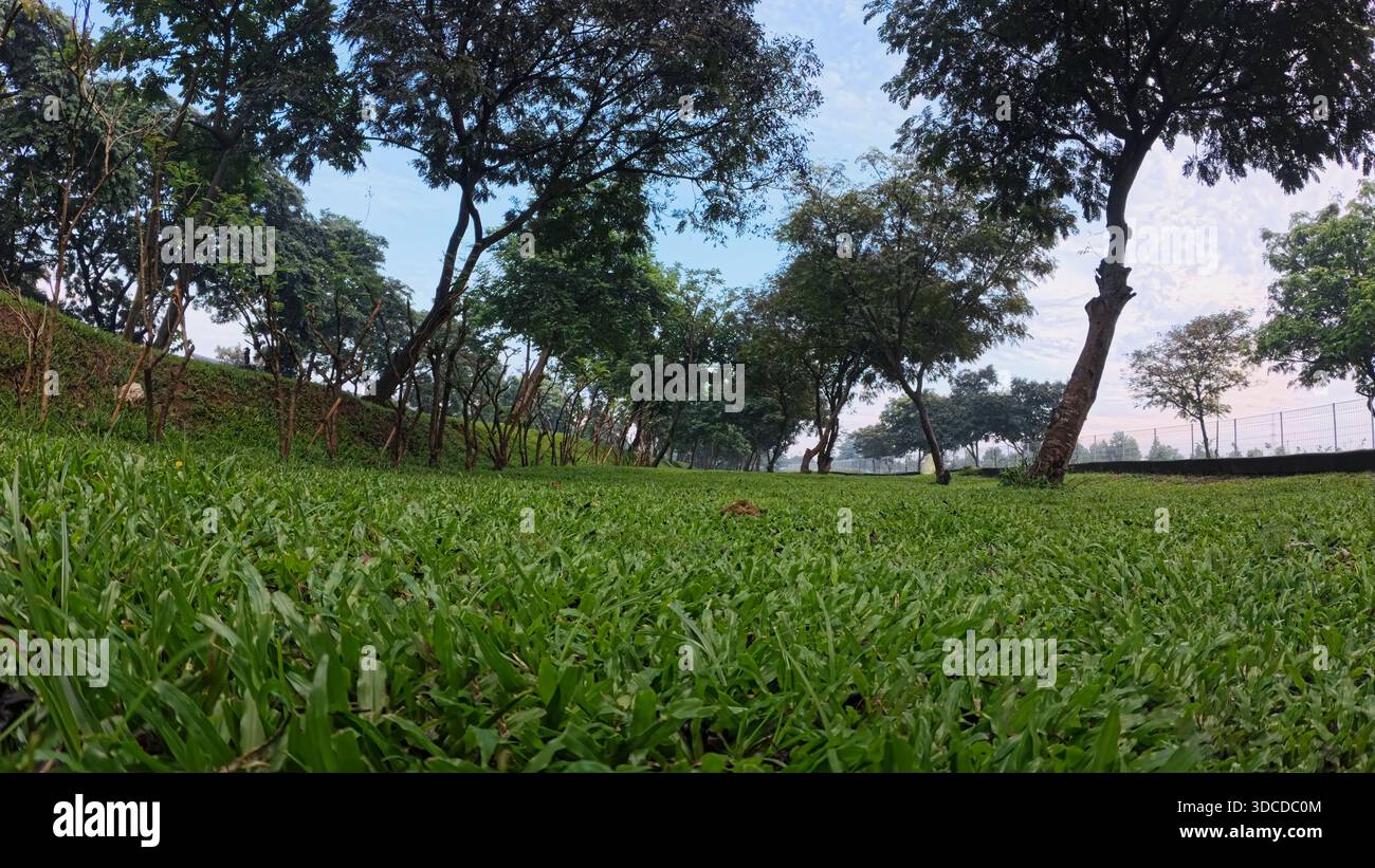 A tranquil park scene featuring lush green grass, scattered trees, and ...