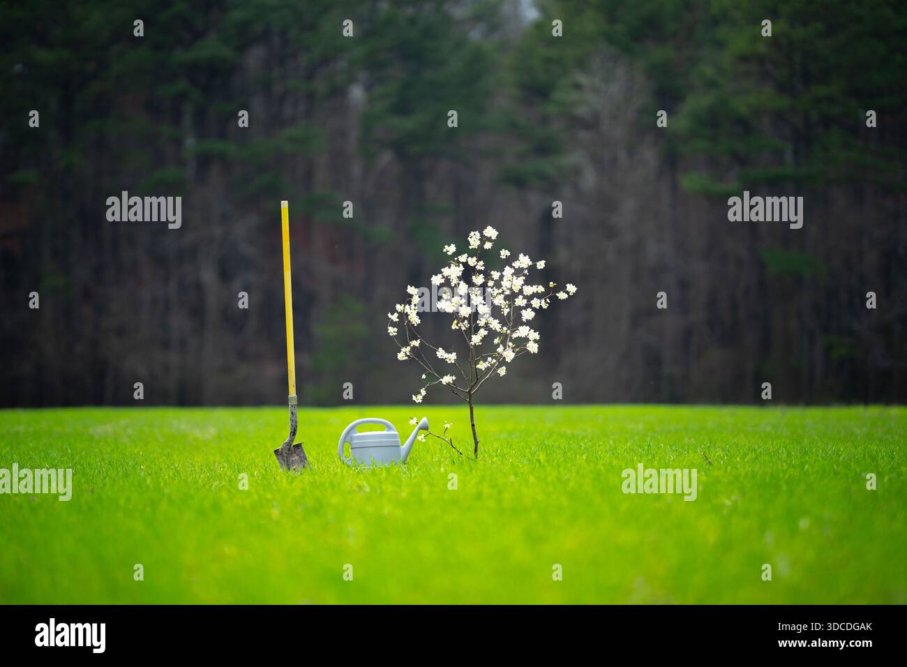 Gardening concept. Garden with blooming tree. Shovel and watering can ...