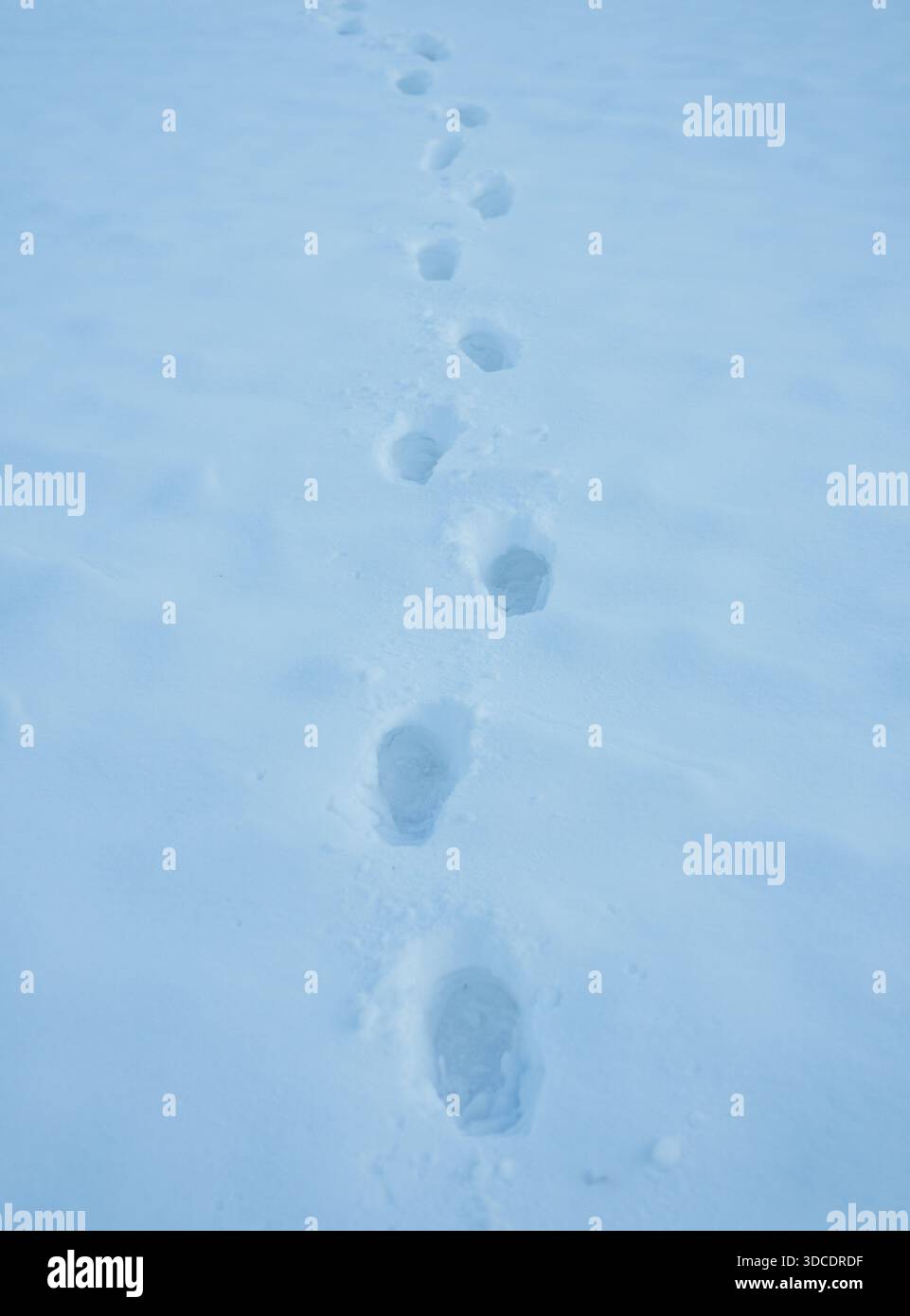 Step along frozen pathway. Step impressions in winter snow. Footstep on ...