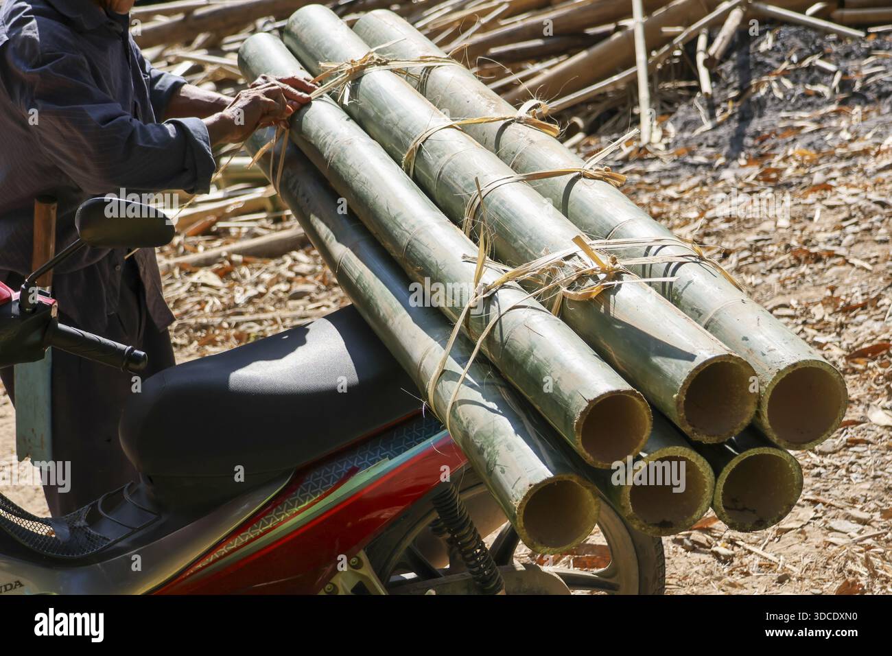 Large bundle of green bamboo poles tied securely with rope back of red ...