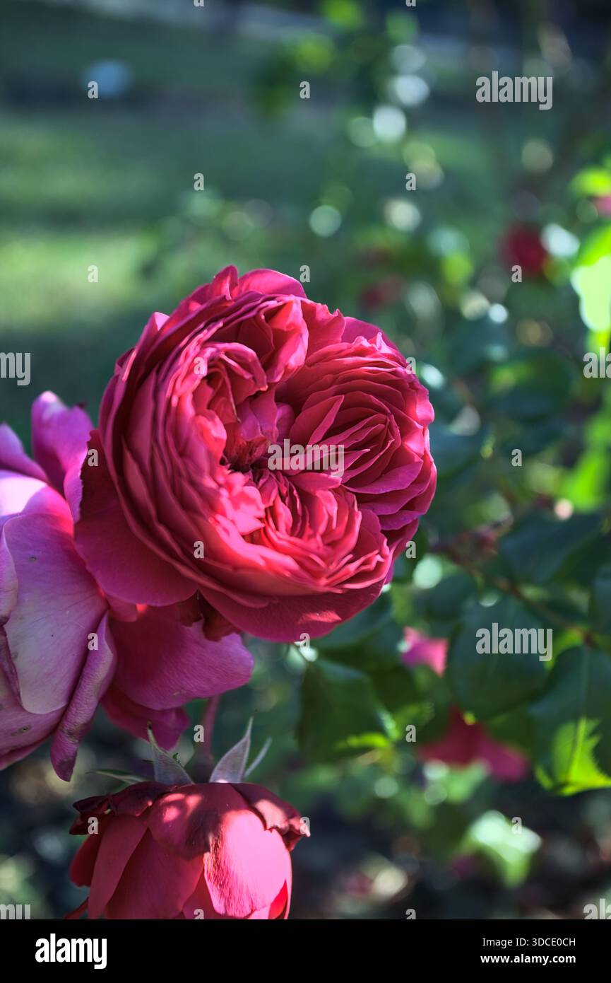 Bright red english rose in bloom seen up close Stock Photo - Alamy