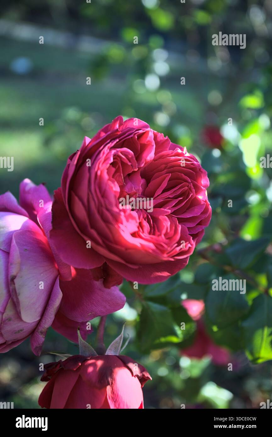Bright red english rose in bloom seen up close Stock Photo - Alamy