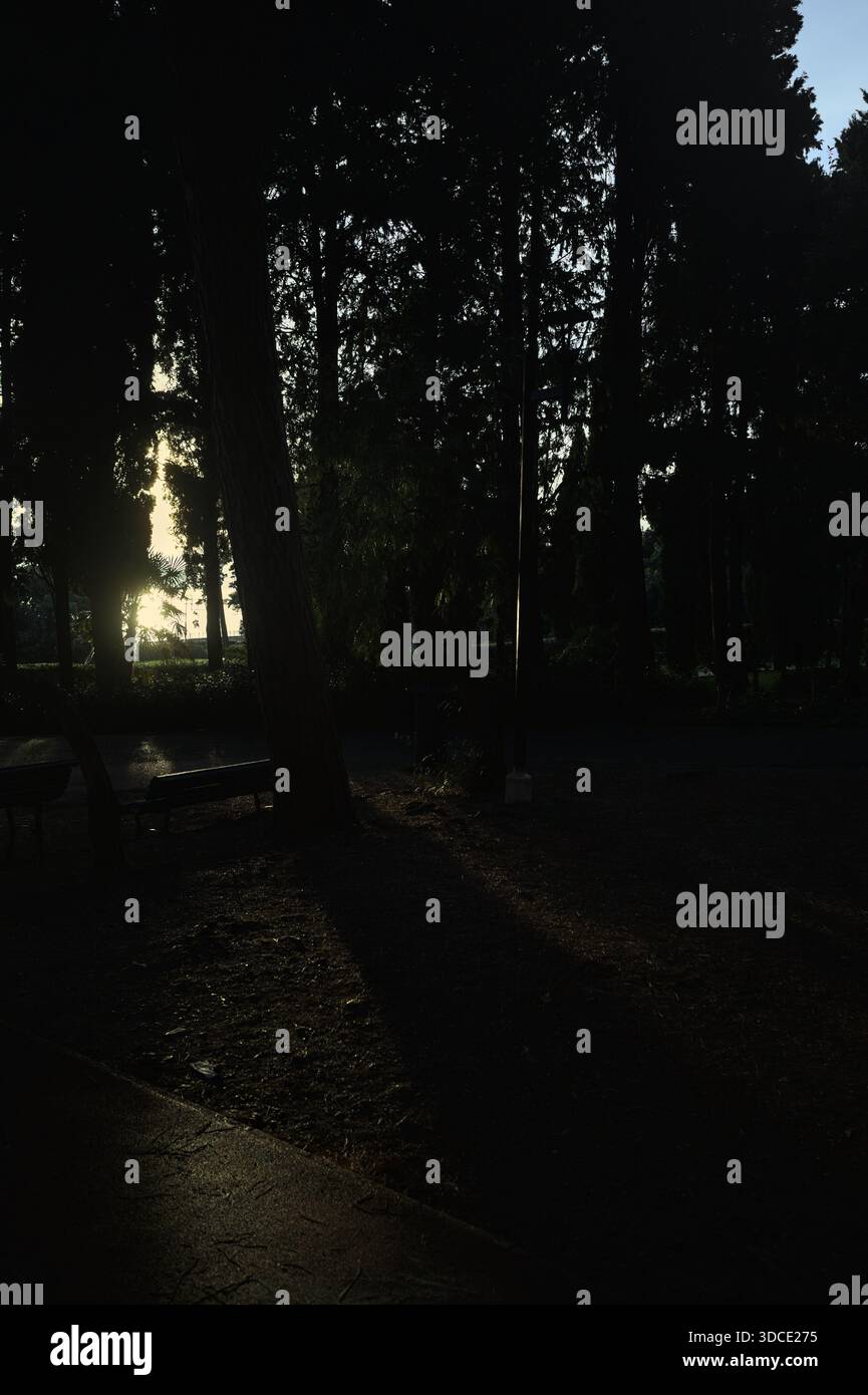 Trail dimly lit at sunset with the light passing through trees of a ...