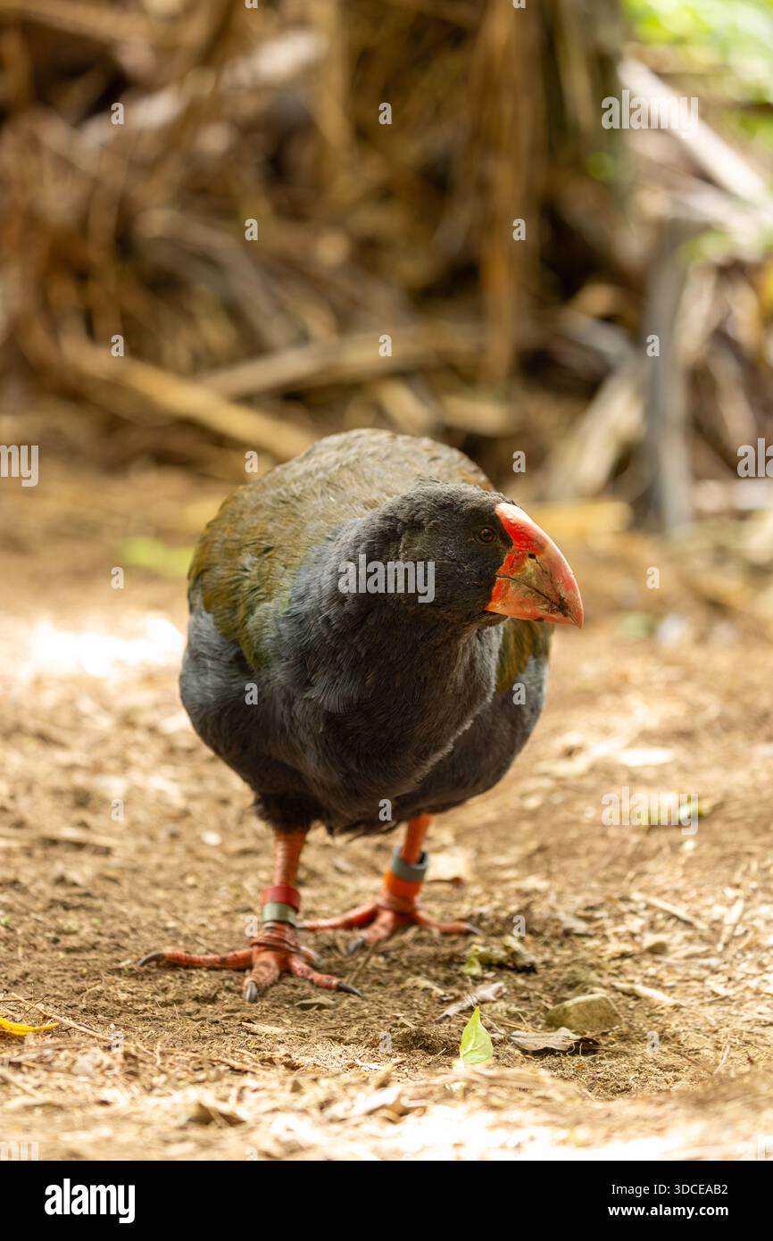 A takahē bird (Porphyrio hochstetteri) in ZEALANDIA Wildlife Sanctuary ...
