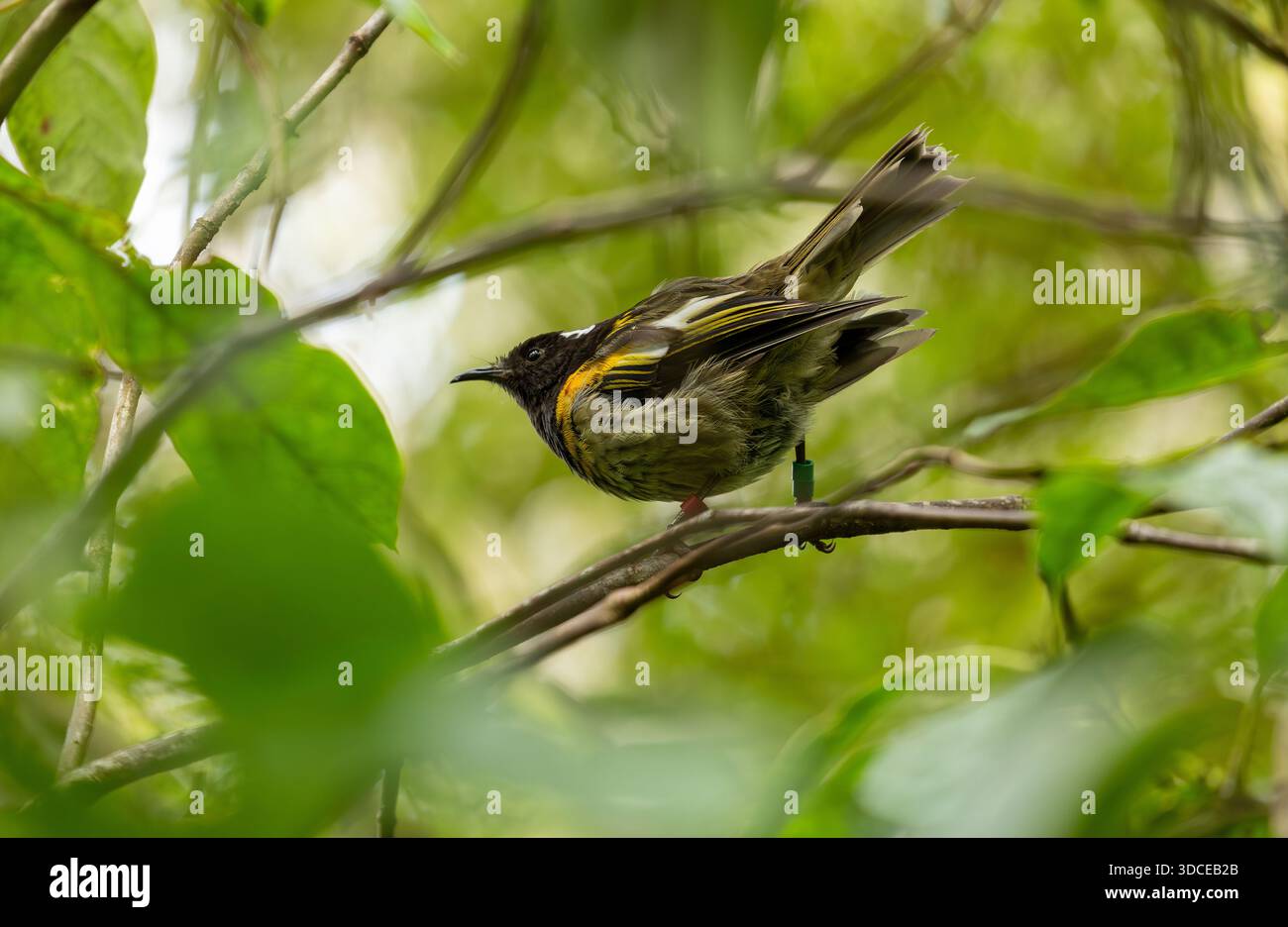 A male stitchbird Notiomystis cincta, also known by its native Māori ...