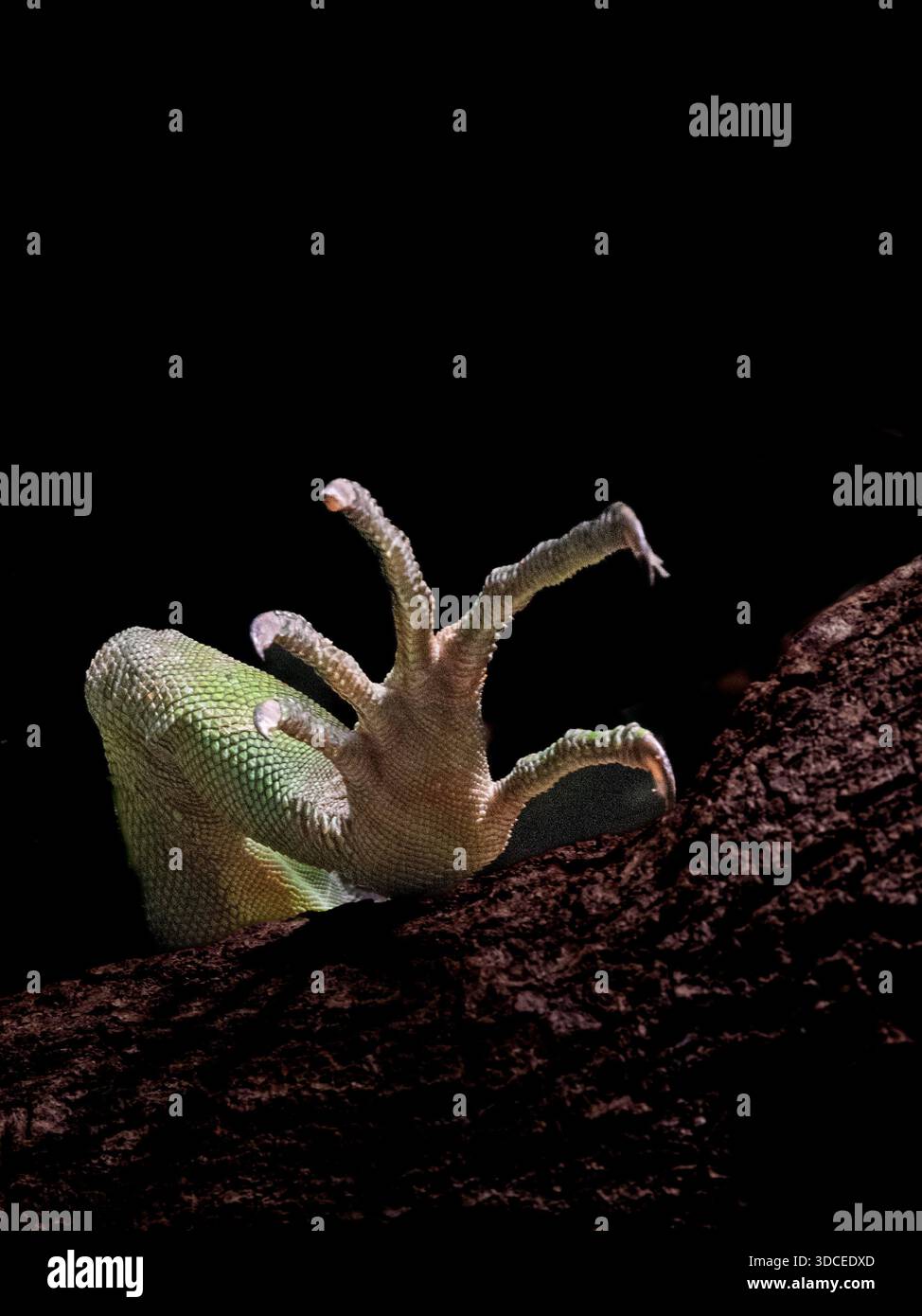 one of the largest reptile groups with over 6,000 species Stock Photo ...
