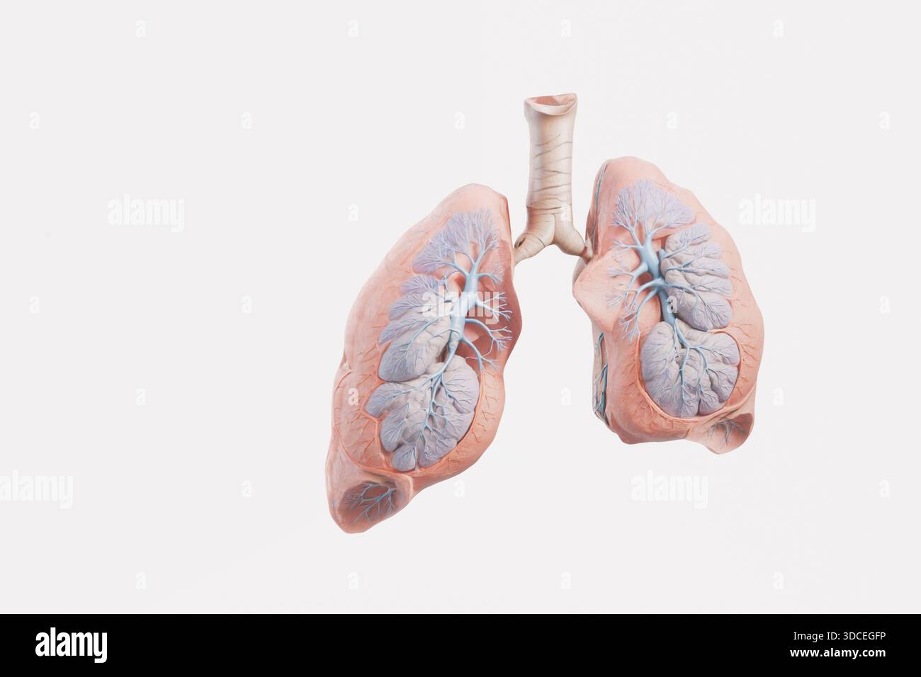 3D rendering of healthy human lungs, trachea, and bronchial tree in a ...