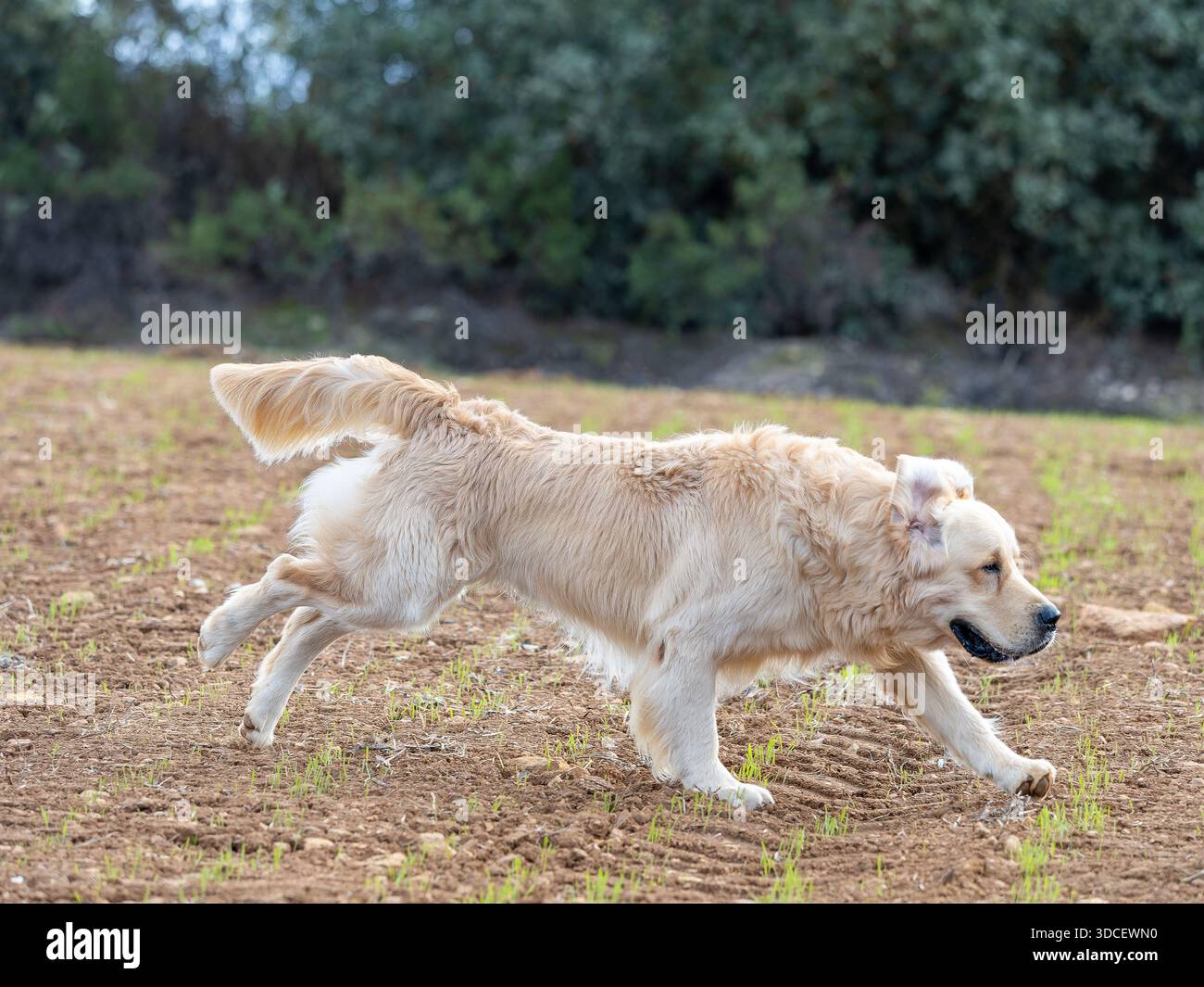 Purebred golden retriever dog in the field running looking to collect a ...