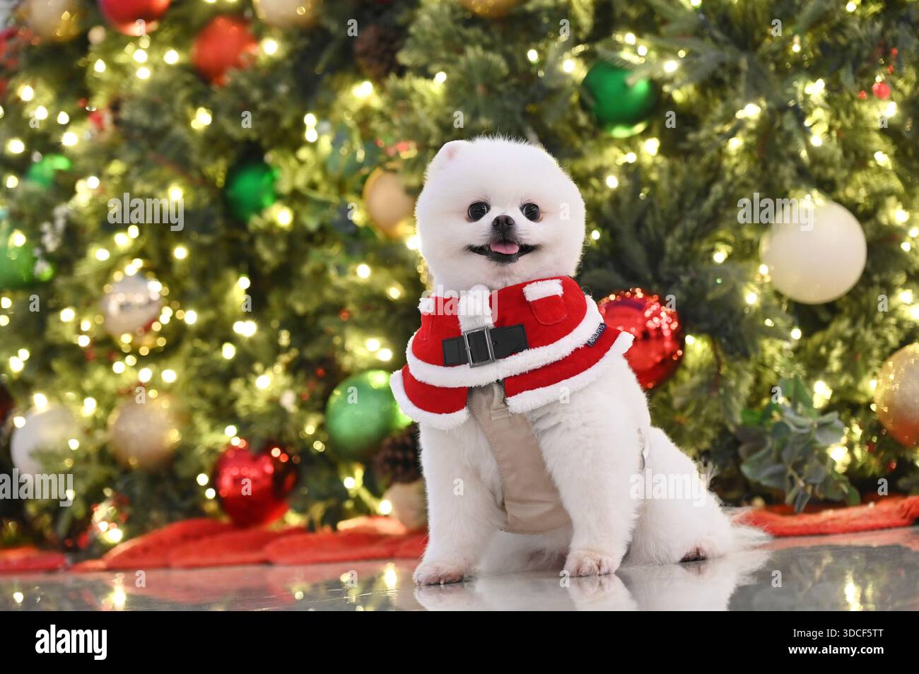 A dog posing photo in front of a Christmas tree at the shopping mall on ...