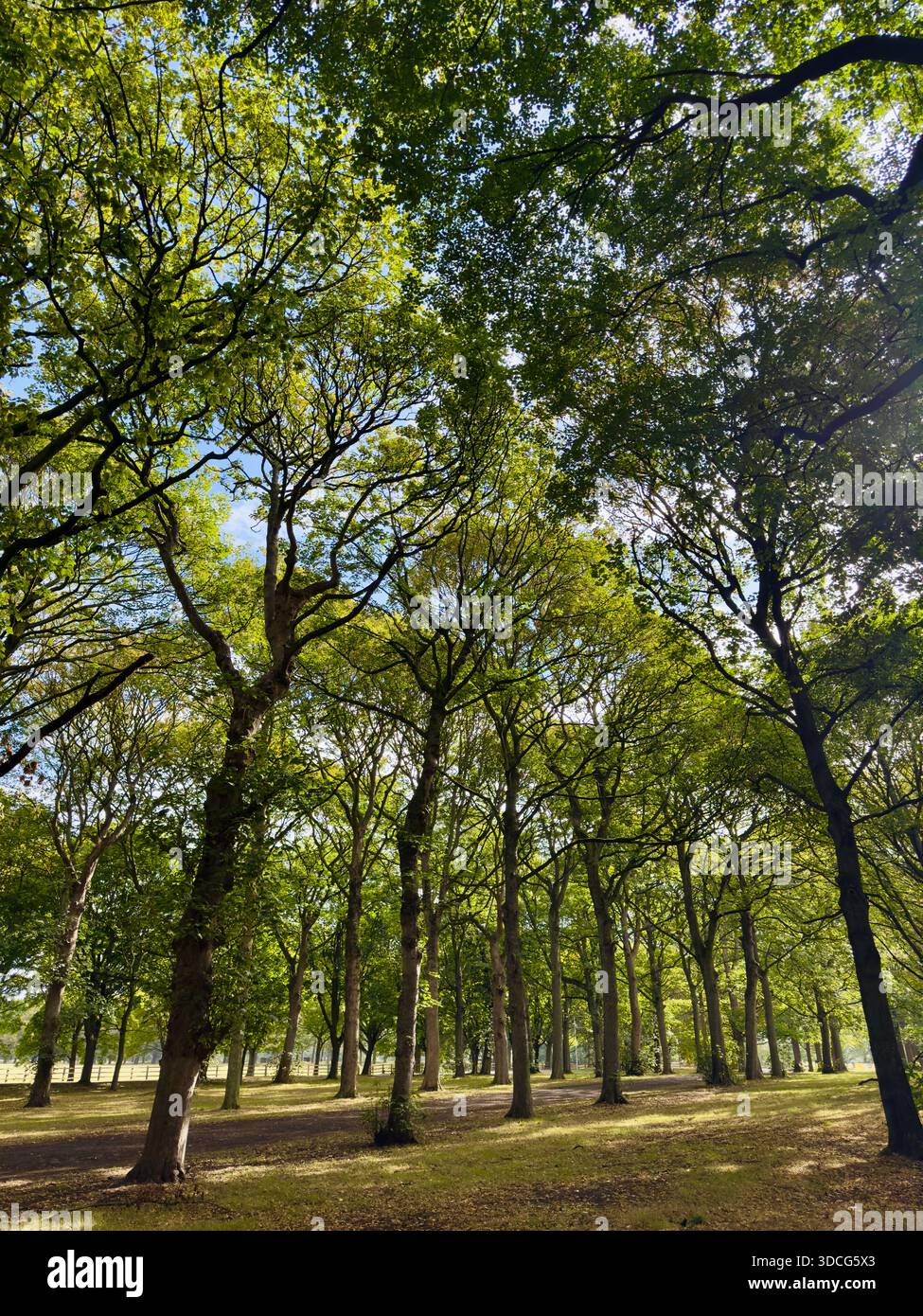 Sunlight filtering through the leafy canopy of mature trees in open ...