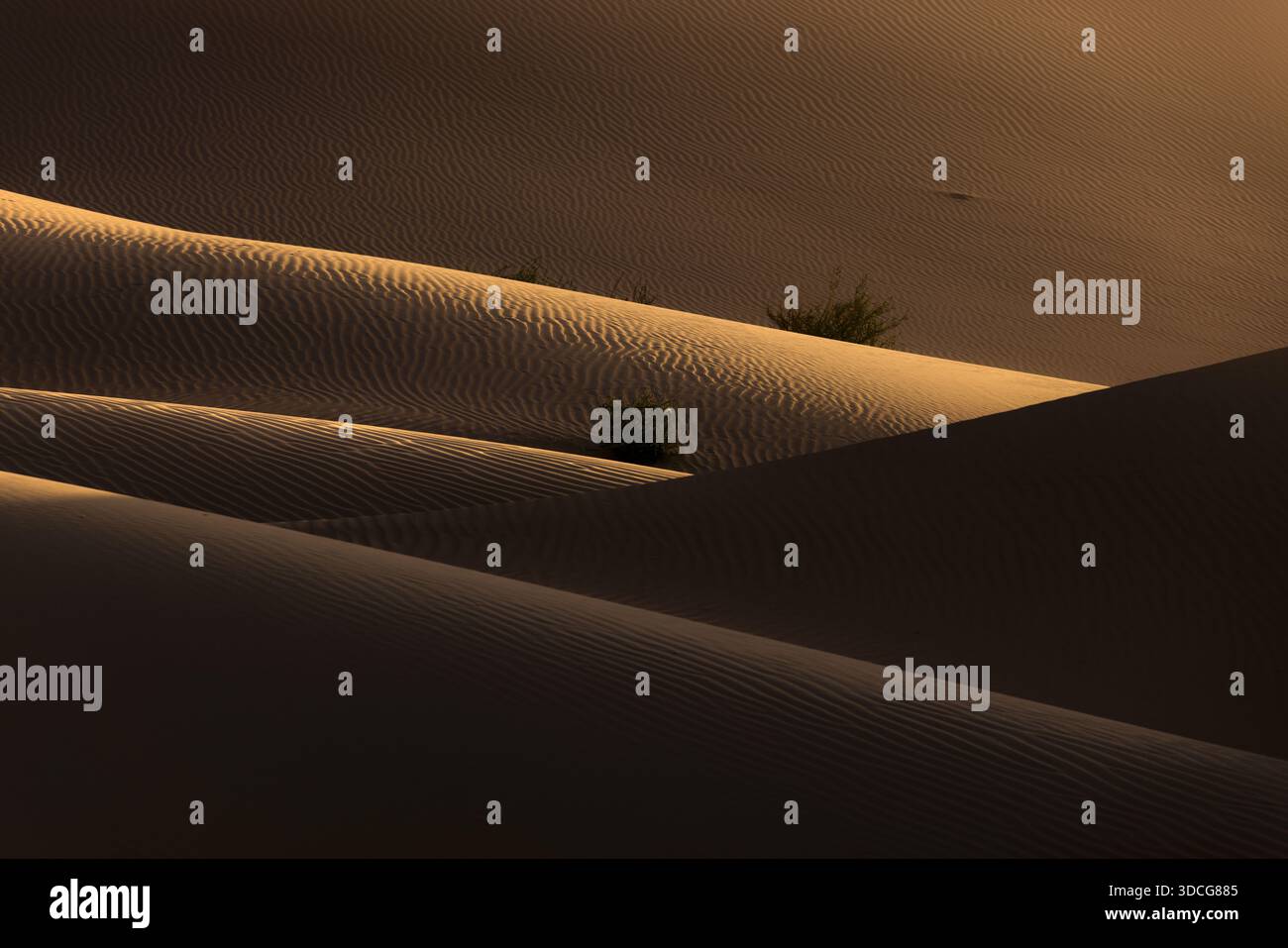 View of the undulating desert dunes kissed by the fading sunlight ...