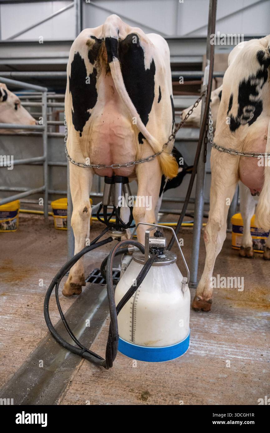 Man milking cows portable machine hi-res stock photography and images ...