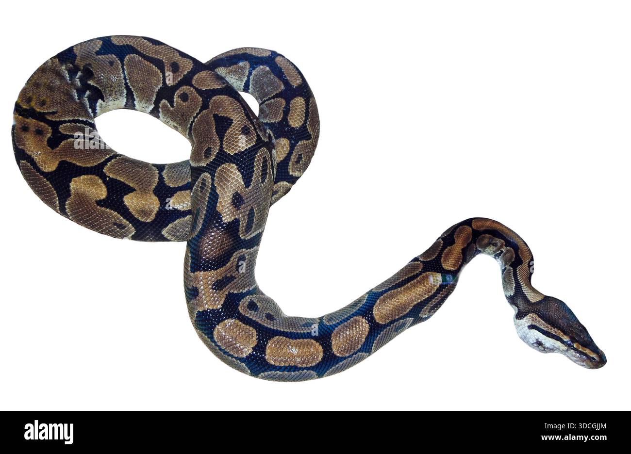 Reticulated python background hi-res stock photography and images - Alamy