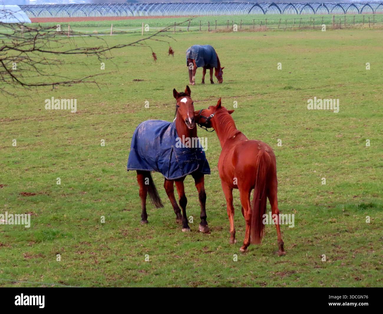 zwei Pferde die sich gut verstehen und lieb haben Pferdebegrueßung auf ...