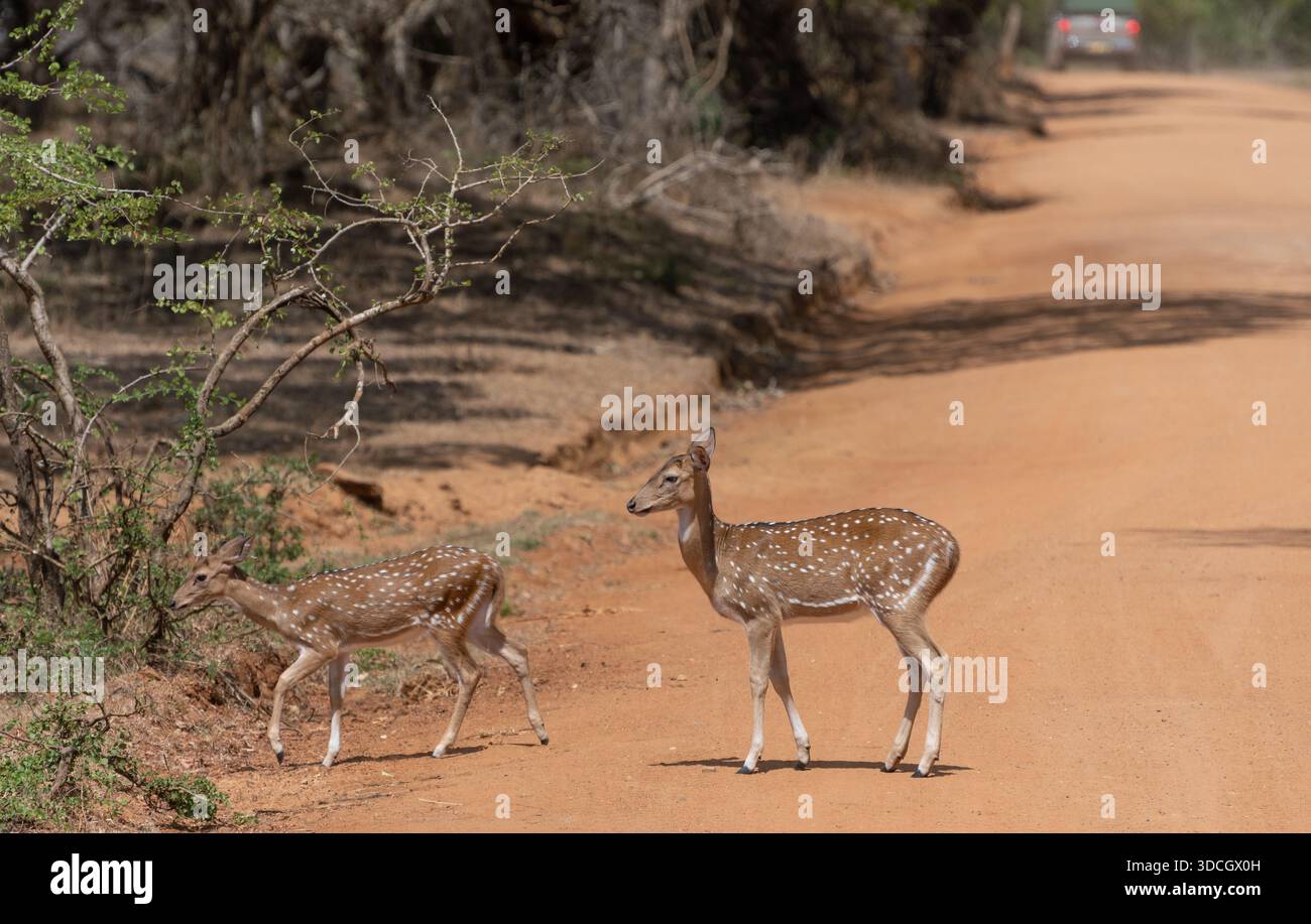 Two chital (Axis axis), also known as spotted deer, walking along a dry ...