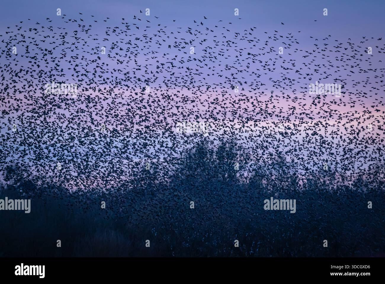 Starling murmuration 2025 hi-res stock photography and images - Alamy