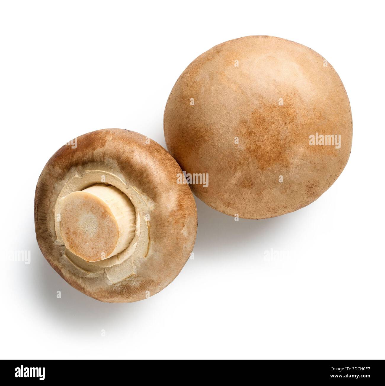 Top view closeup fungi Cut Out Stock Images & Pictures - Alamy