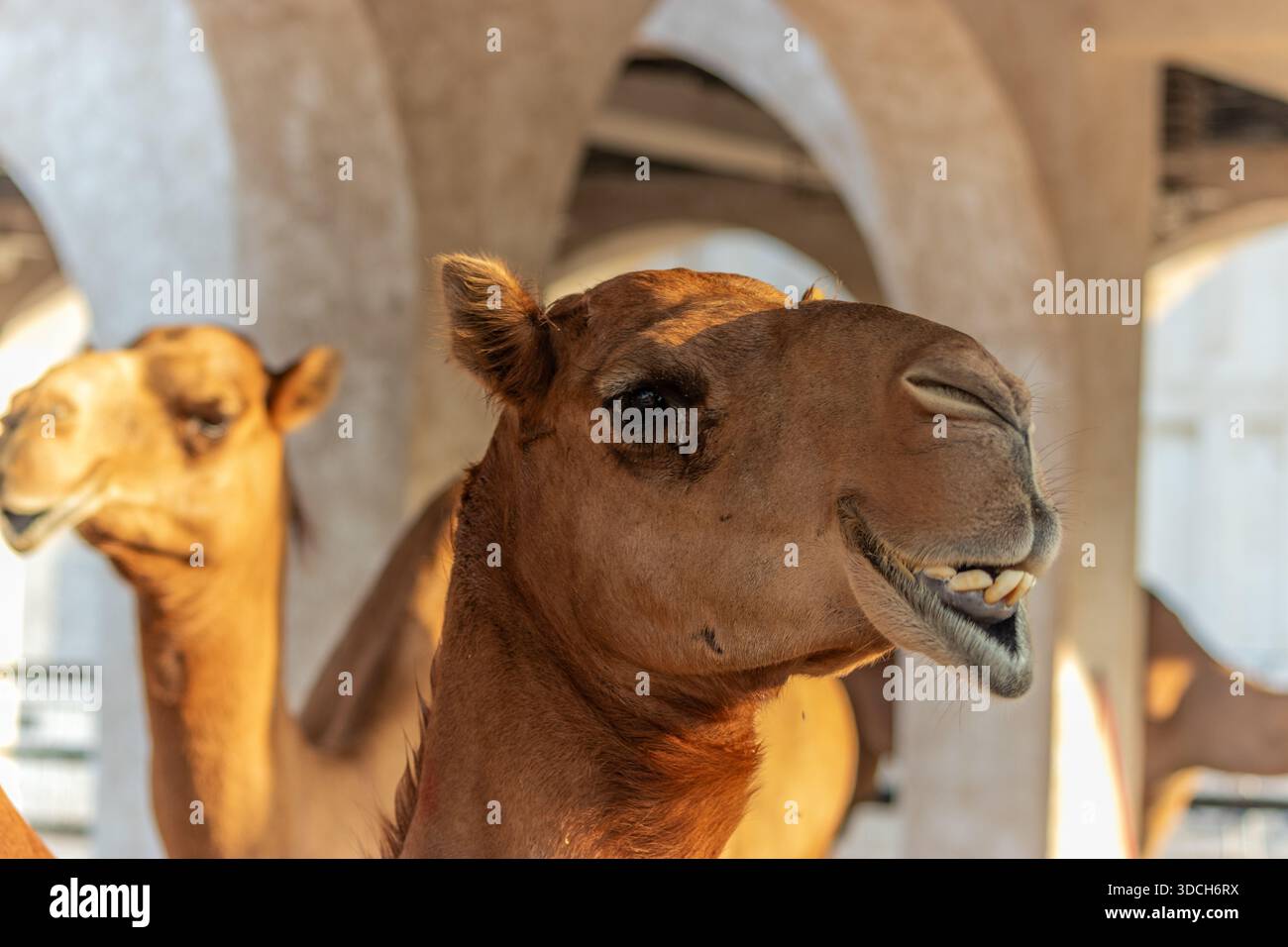 Camel in desert qatar hi-res stock photography and images - Alamy