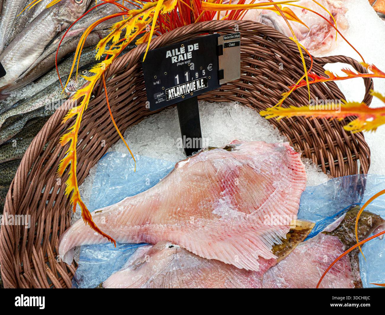 Aile de raie hi-res stock photography and images - Alamy