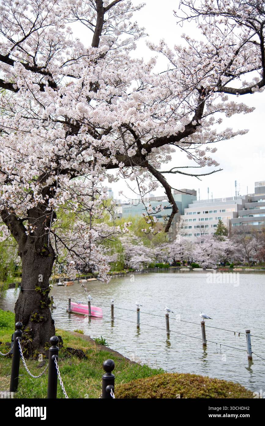 Lakeside chain fence hi-res stock photography and images - Alamy