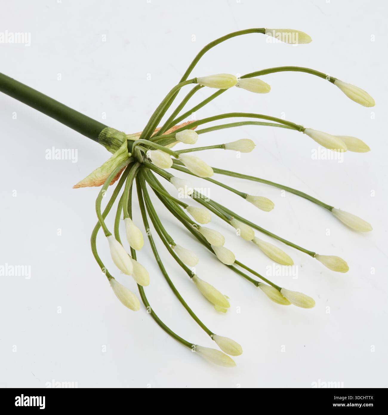 Small clusters elegant white hi-res stock photography and images - Alamy