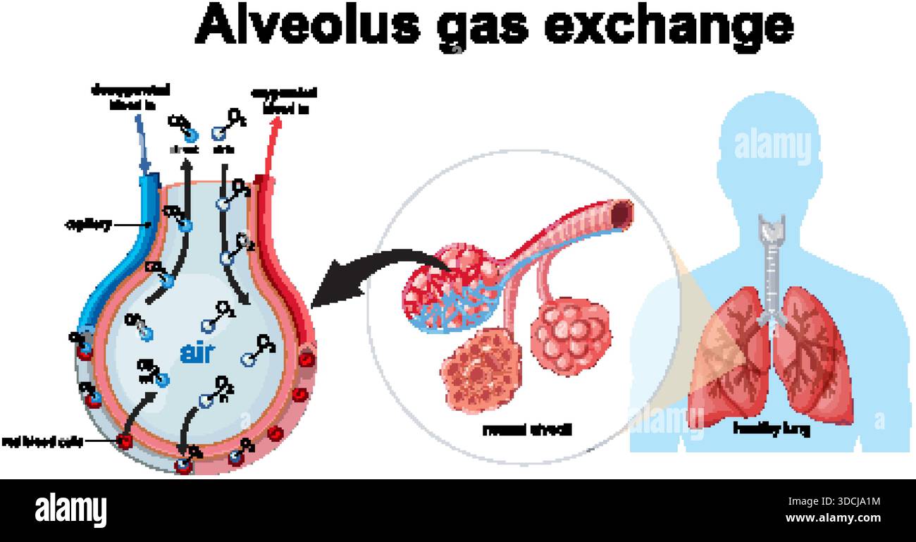 Alveolus gas exchange diagram hi-res stock photography and images - Alamy