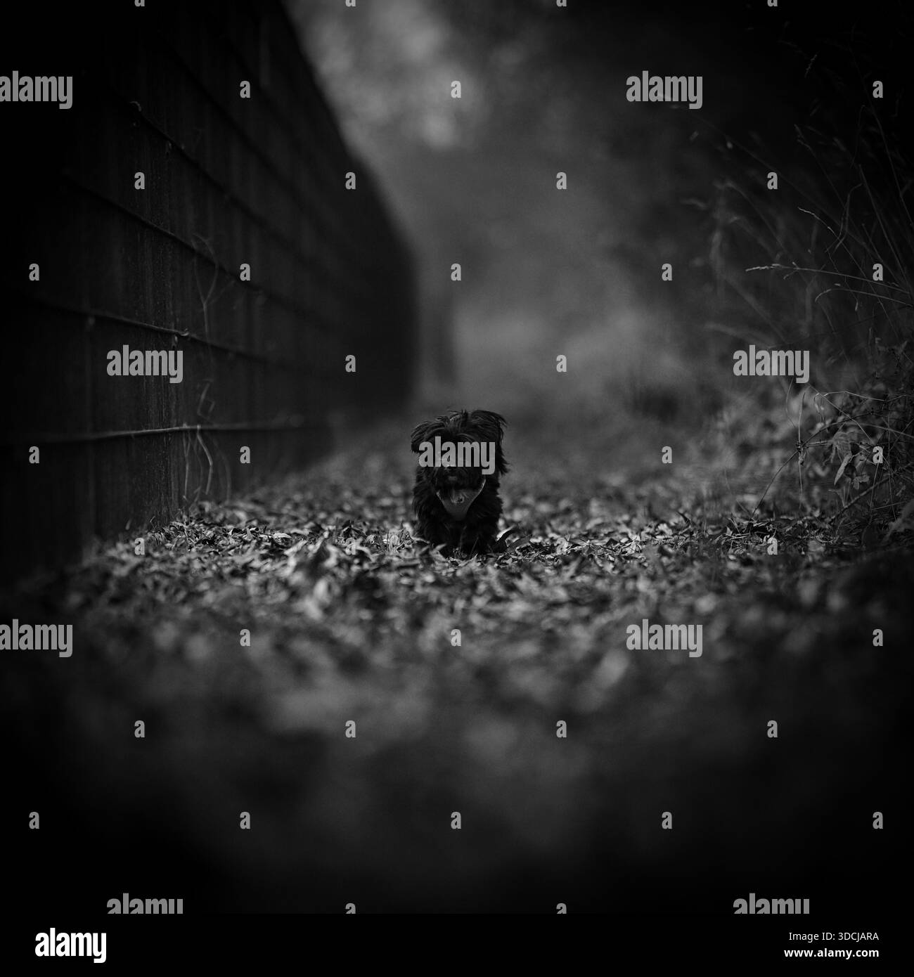 Composition shallow Black and White Stock Photos & Images - Alamy