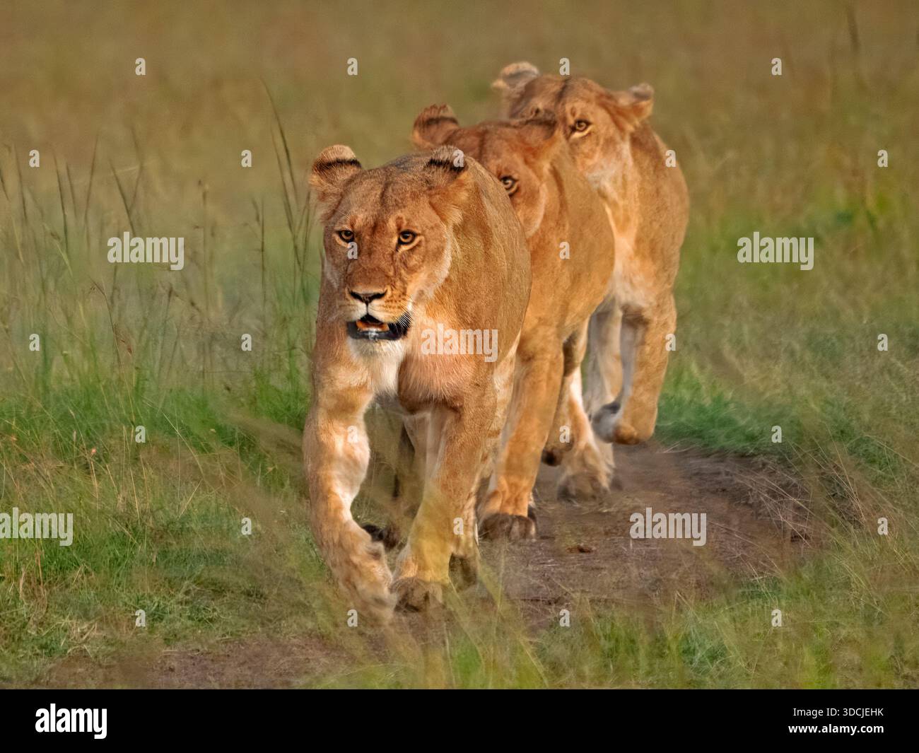 3 Lionesses - female lions (Panthera leo) walking towards camera in ...