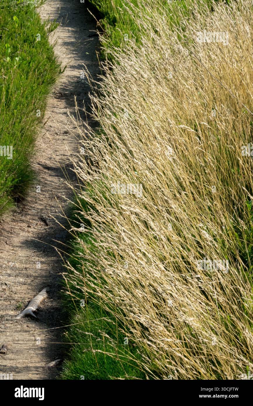Garden pathway along grass Stock Photo - Alamy