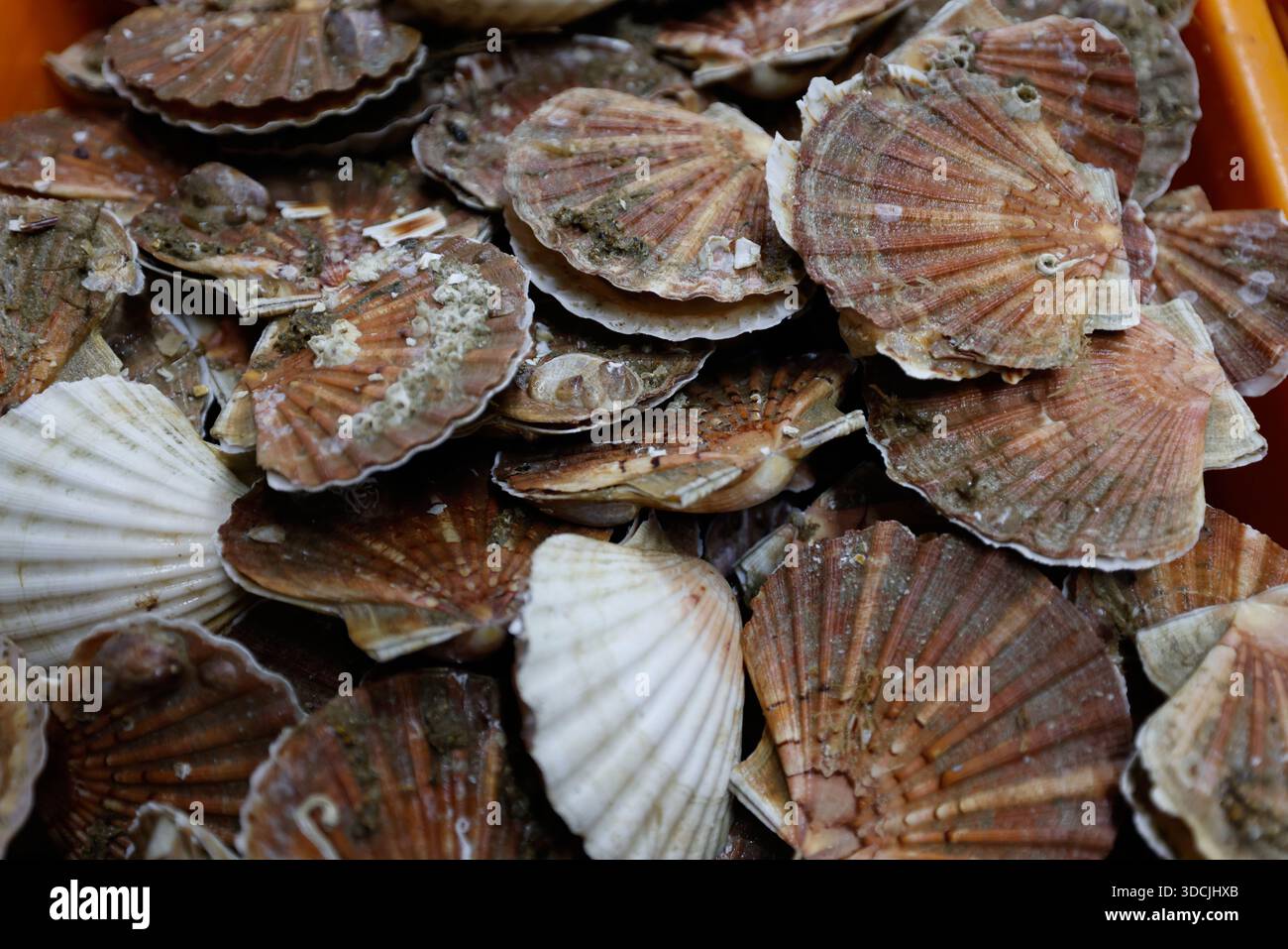 Scallops go on sale ahead of the traditional Christmas Eve dinners ...