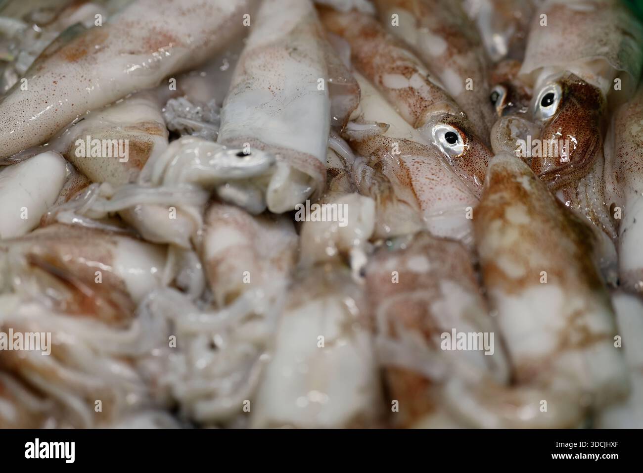 Squids go on sale ahead of the traditional Christmas Eve dinners ...