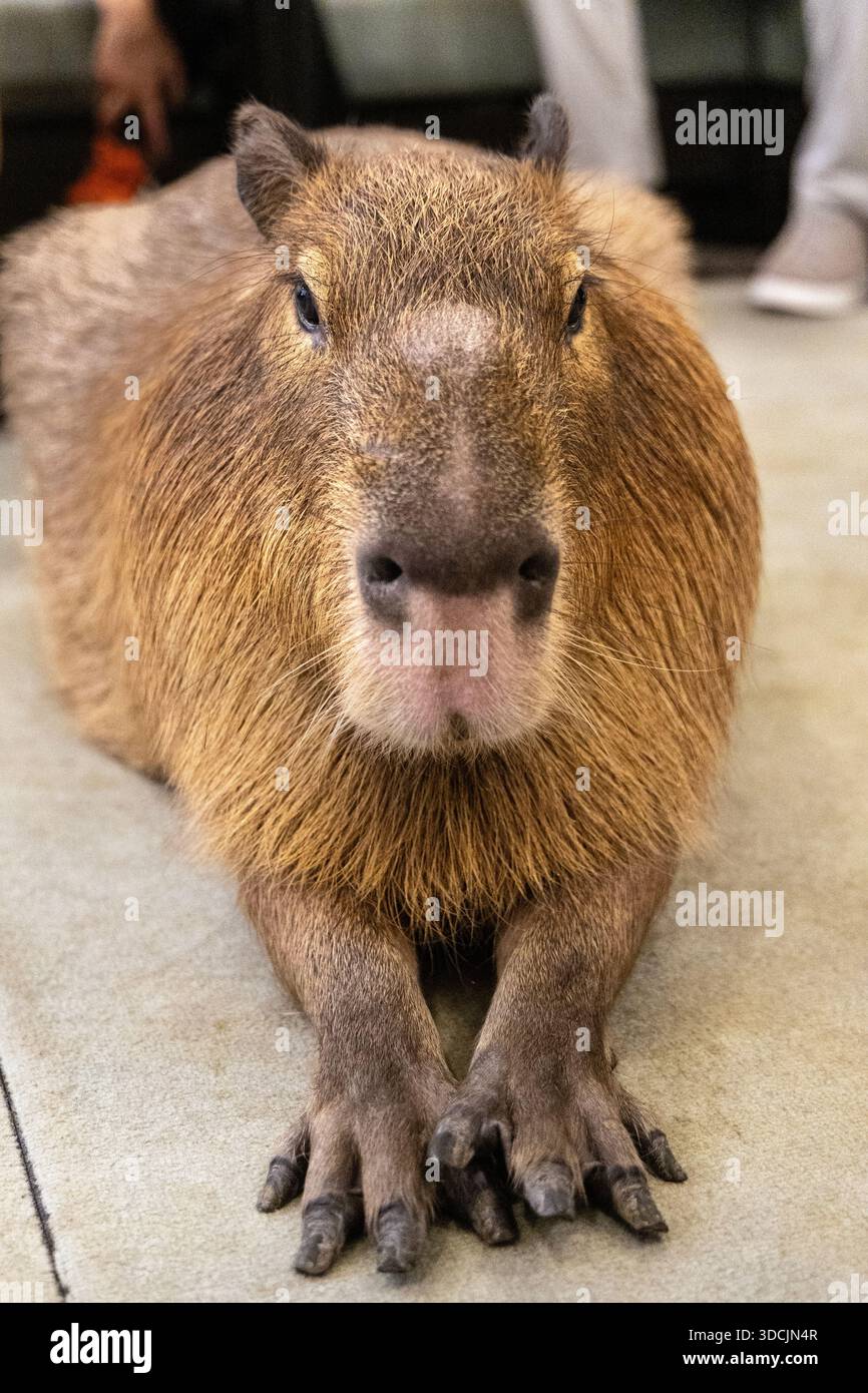 Capybara cafe hi-res stock photography and images - Alamy