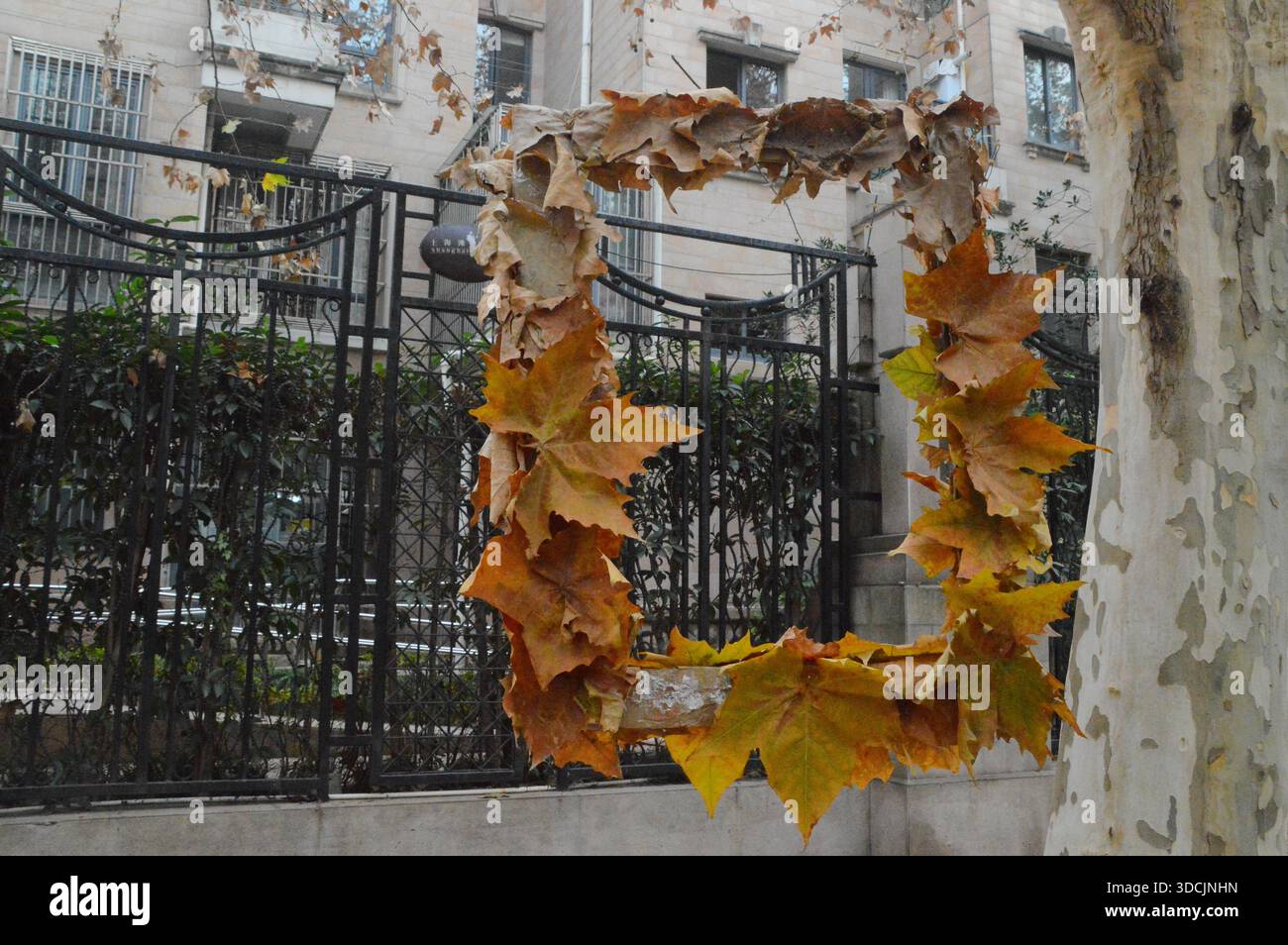 Fallen leaf art in Shanghai, Chian, 20 December, 2025 Stock Photo - Alamy